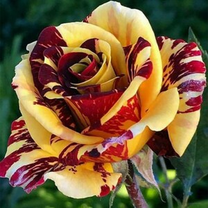 Muti- Color Mix Rose Seeds - Perennial -authentic Seeds-flowers ...