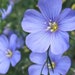 Linum Seeds Blue Flax Perennial authentic Seeds vegetable Seeds-mix ...