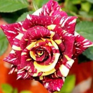 Meteor Shower Rose Seeds-perennial authentic Seeds-flowers organic. Non ...