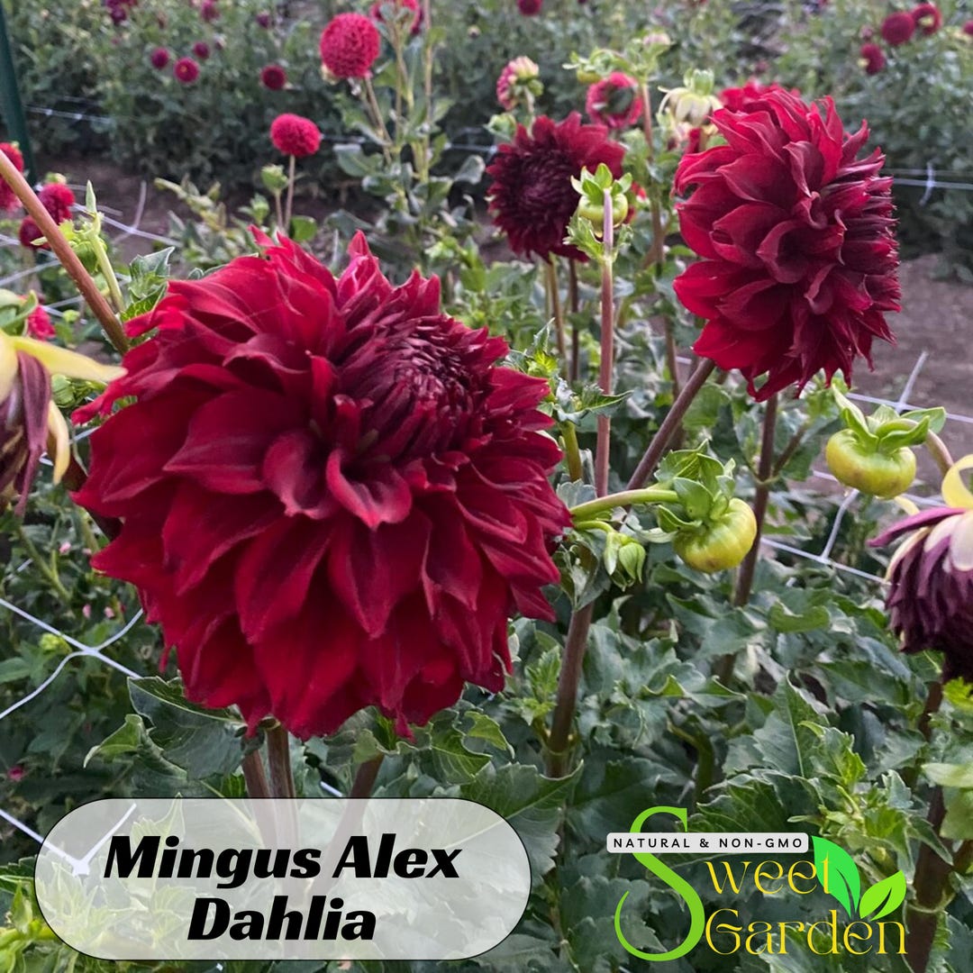 Dark Red Mingus Alex Dahlia Seeds - Perennial - Authentic Seeds ...