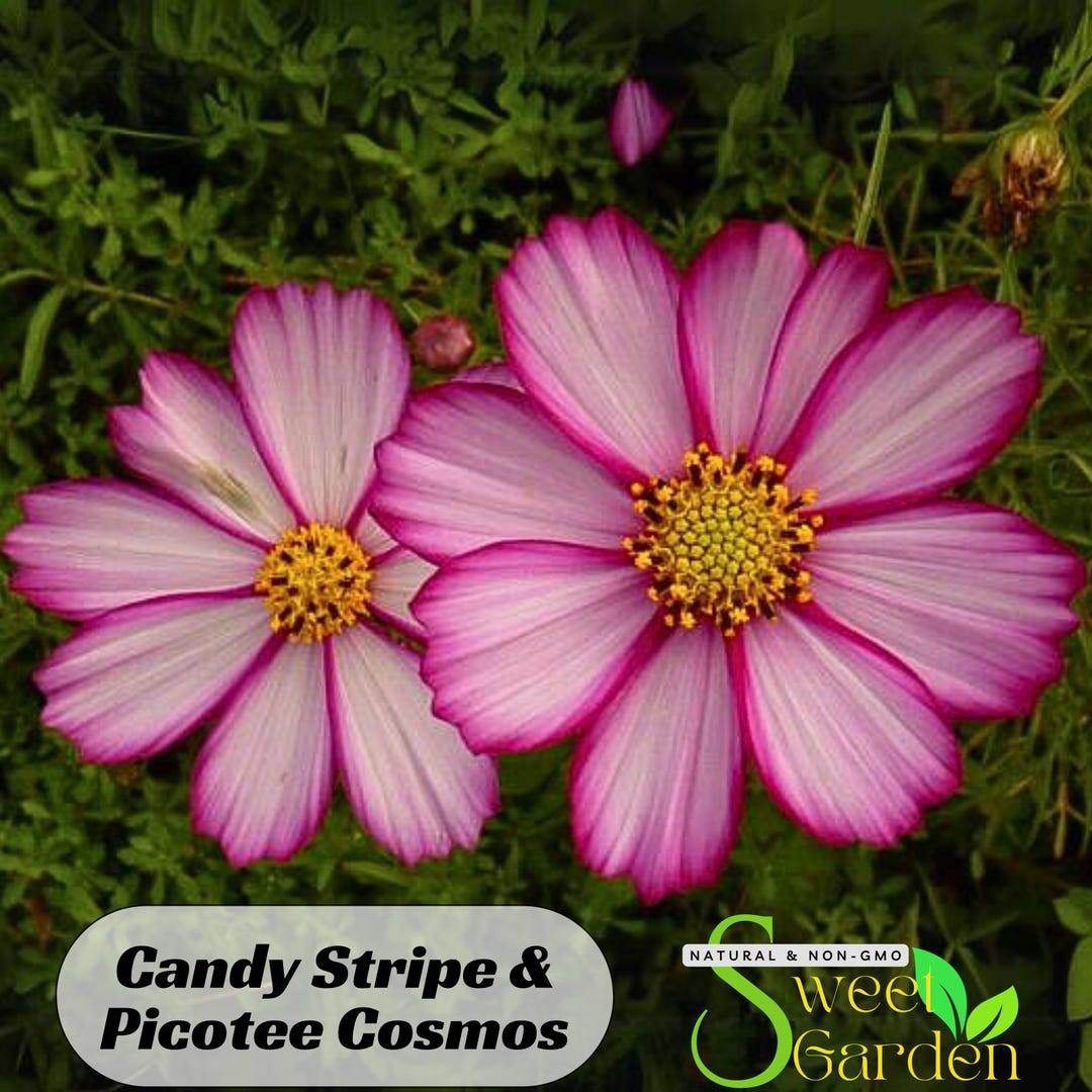 Pink Candy Stripe & Picotee Cosmos Seeds - Annual - Authentic Seeds - Easy Care Flowers - Easy ...