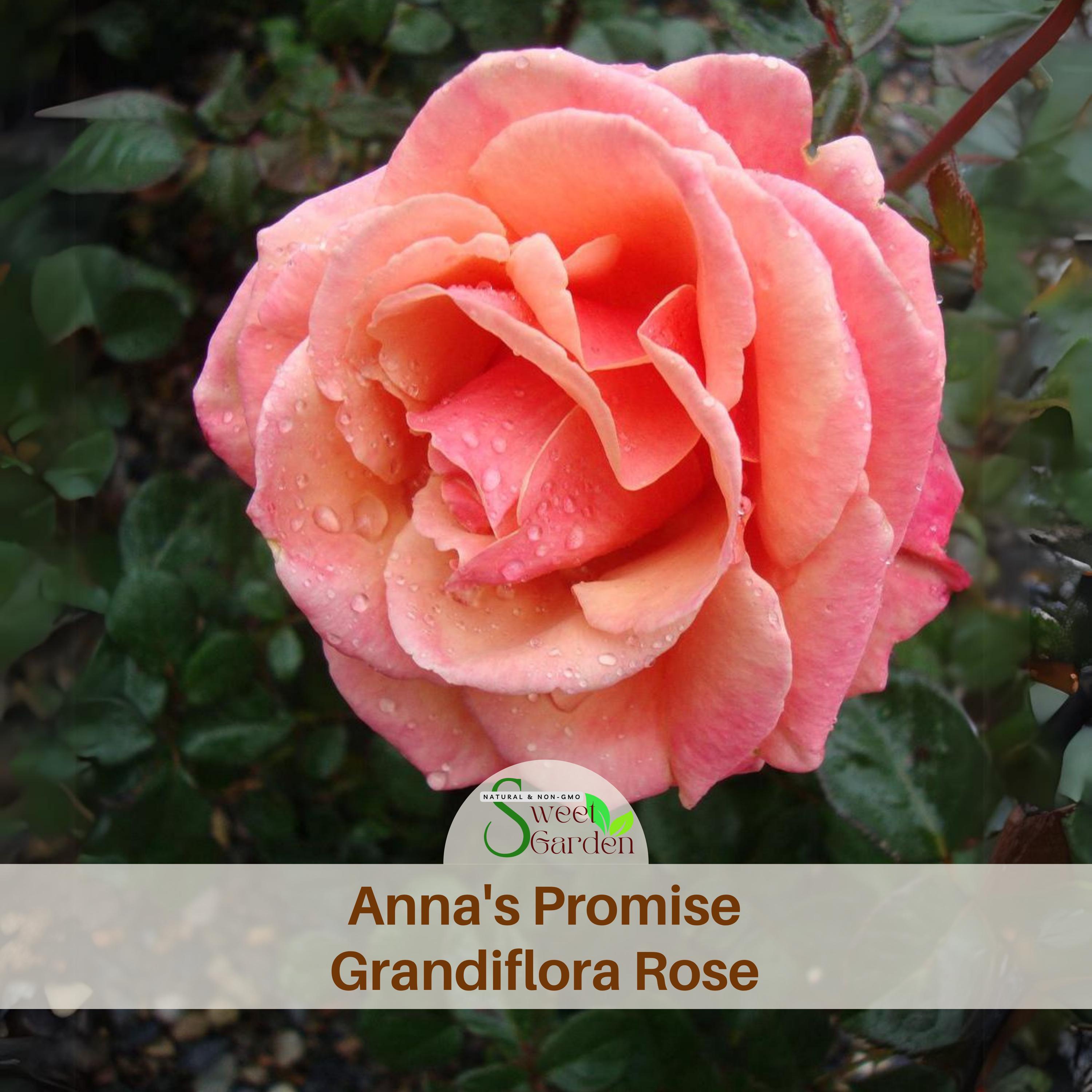 Anna's Promise Grandiflora Rose Seeds - Authentic Perennial Flower ...