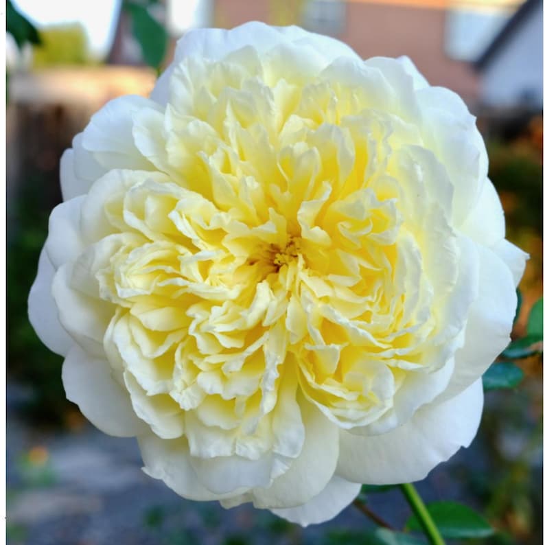 Yellow the Pilgrim Rose Seeds - Perennial - Authentic Seeds - Flowers ...