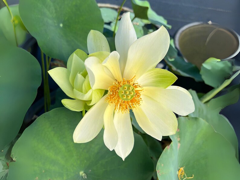 5+ Rare Seeds| Green Love Lotus Seeds - Indian Lotus (nelumbo Nucifera ...