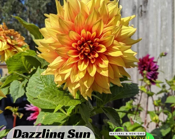 Purple White Bumble Rumble Dahlia Seeds Perennial Flowering Fast ...