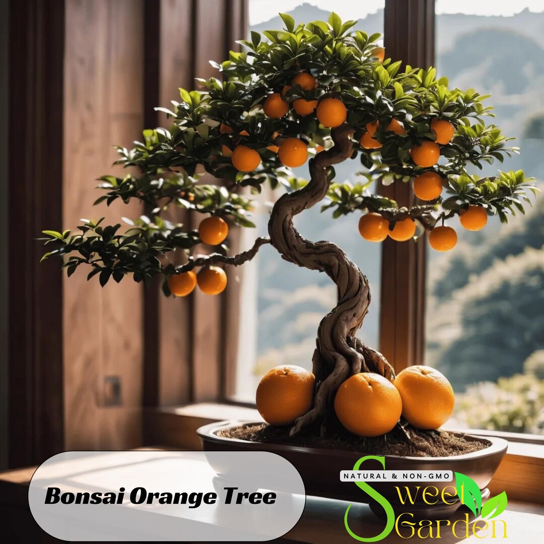 10 Seeds| Bonsai Orange Tree Seeds - Perennial -authentic Seeds-flowers -organic. Non GMO ...