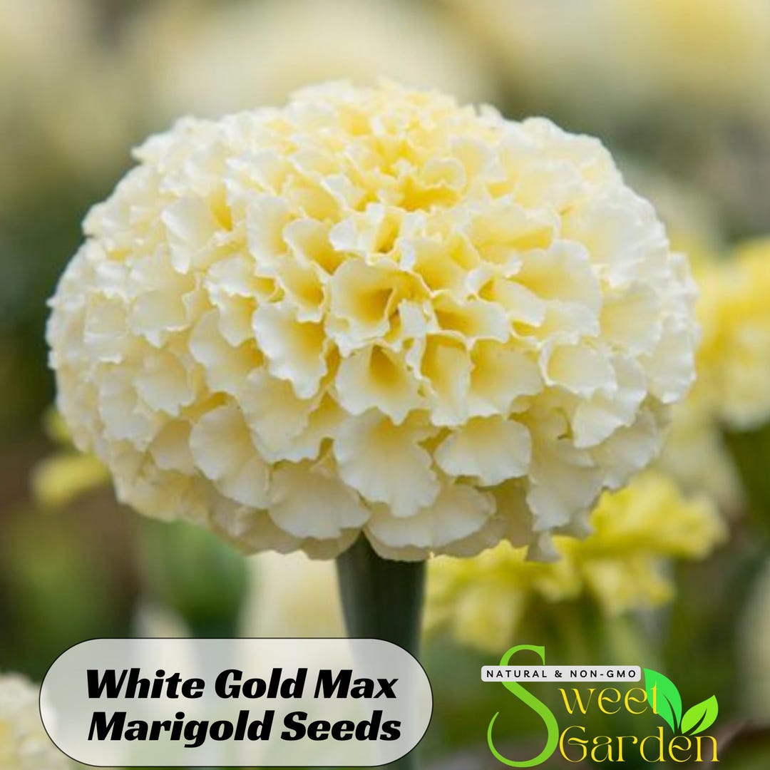 White Gold Max Marigold Seeds - Edible - Open-pollinating - Potted ...