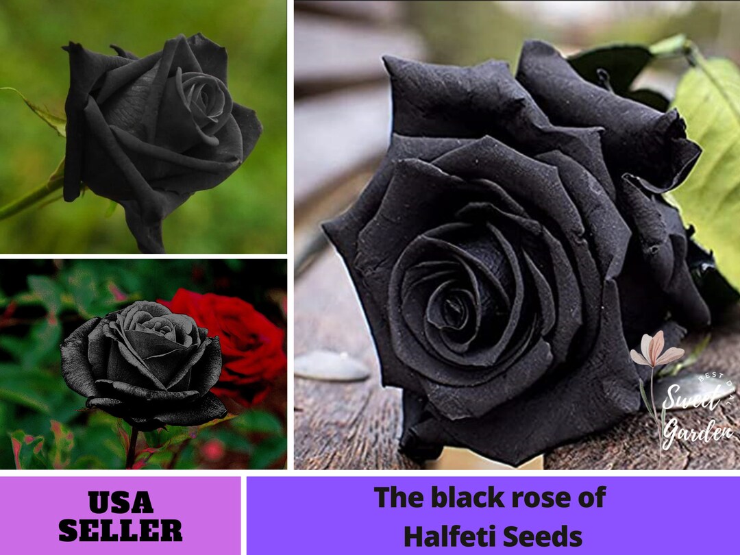 Black Rose Seeds Perennial Authentic Seeds Flowers Easy to Grow ...