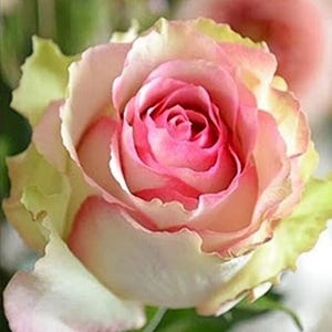Dancing Rose Seeds - Perennial - Authentic Seeds - Flowers - Easy to ...