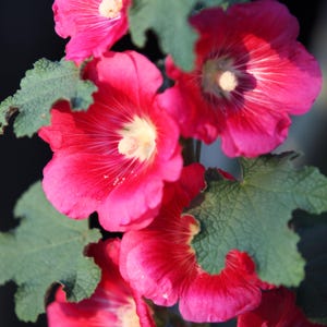 Mars Magic Light Red Hollyhock - Alcea Rosea Seeds - Perennial ...