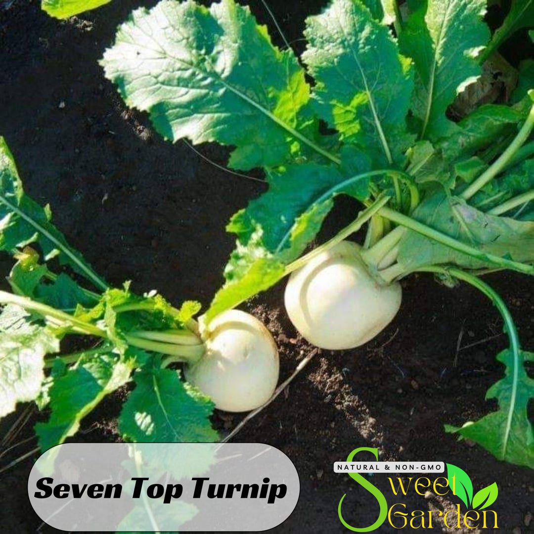 Seven Top Turnip Seeds - Perennial -authentic Seeds-flowers -. Non GMO ...