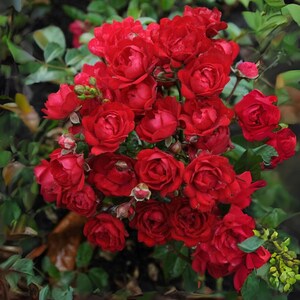 Red Fairy Rose Seeds Perennial Authentic Seeds Flowers Easy to Grow ...