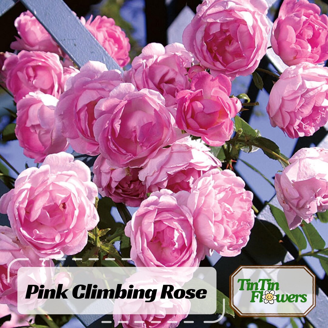 Pink Climbing Rose Seeds Perennial Authentic Seeds Flowers Easy to Grow ...