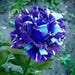 Blue Dragon Rose Seeds - Perennial - Authentic Seeds - Flowers - Easy ...