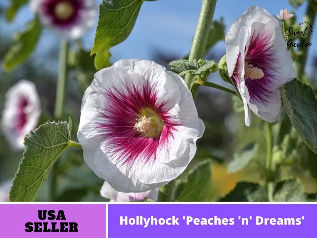 Hollyhock Creme De Cassis Perennial Authentic Seeds Vegetable Seeds Mix Seeds For Plant