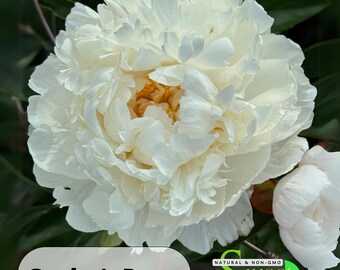 10+ Rare Seeds| Muti-mix Peony Seeds - Perennial - Authentic Seeds ...