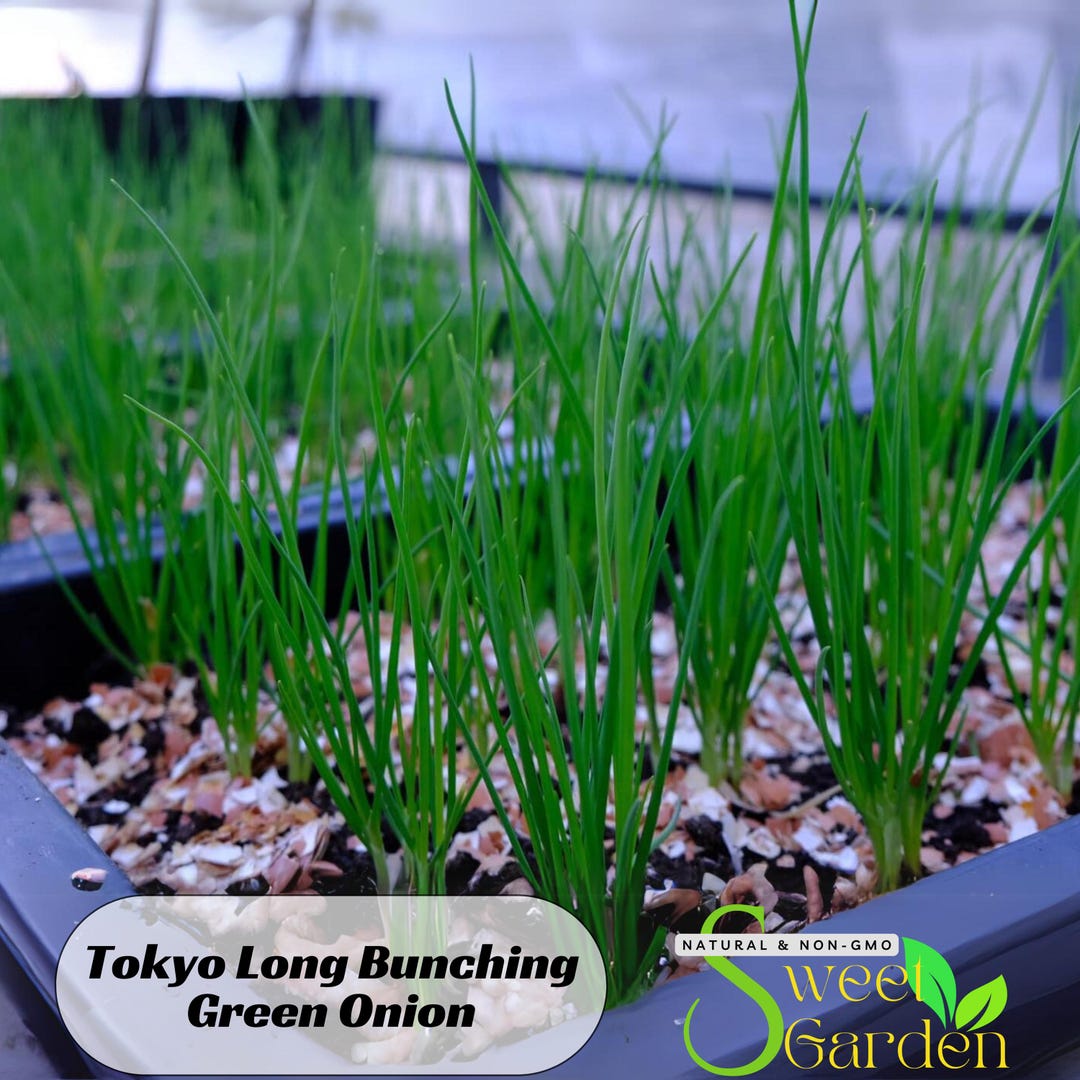 40 Seeds|tokyo Long Bunching Green Onion Seeds -perennial -authentic ...