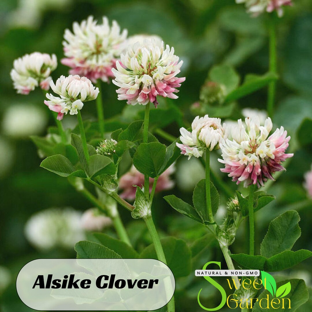 Pink Clover Seeds - Clover Planting - Authentic Seeds - Clover Flowers ...