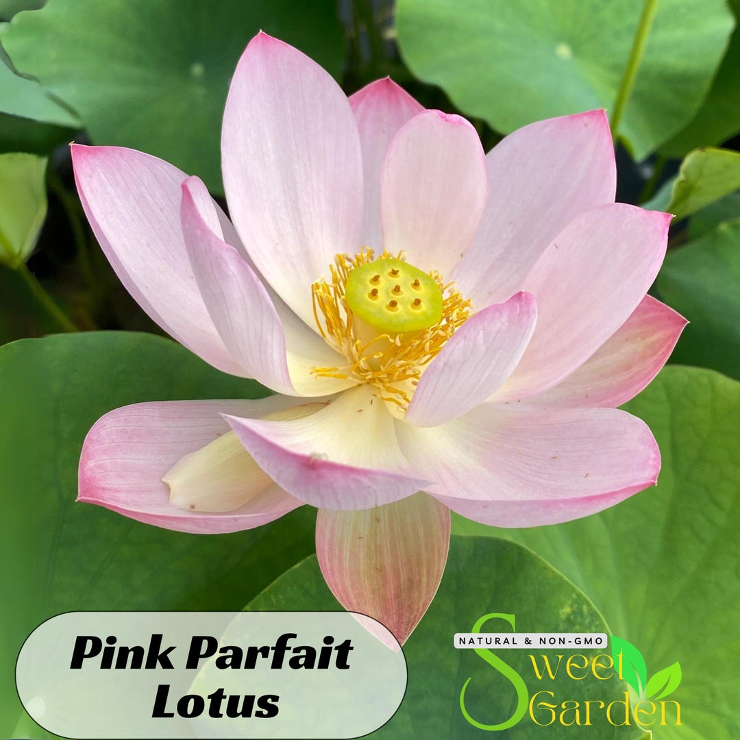 5+ Rare Seeds| Pink Parfait Lotus Seeds - Indian Lotus (nelumbo ...