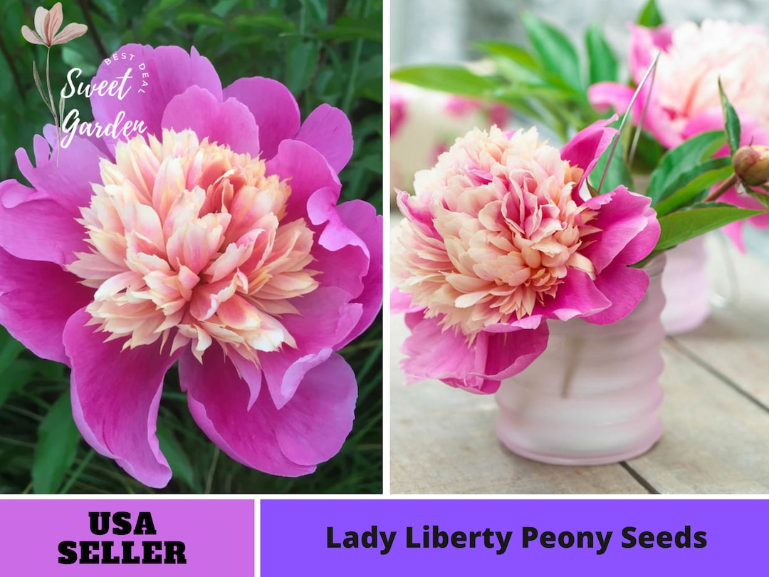 10 Seeds Lady Liberty Peony Seeds Perennial Authentic Seeds Flowers ...
