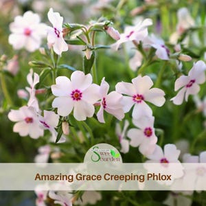 Amazing Grace Creeping Phlox Seeds - Cold Resistant -drought Resistant ...