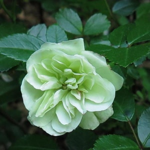 Green Ice Rose Seeds Perennial Authentic Seeds Flowers Easy to Grow ...