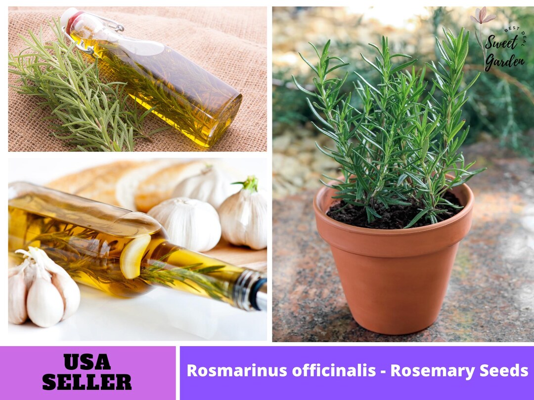 Rosmarinus Officinalis Rosemary silvia Rosmarinus Seeds Authentic Open ...