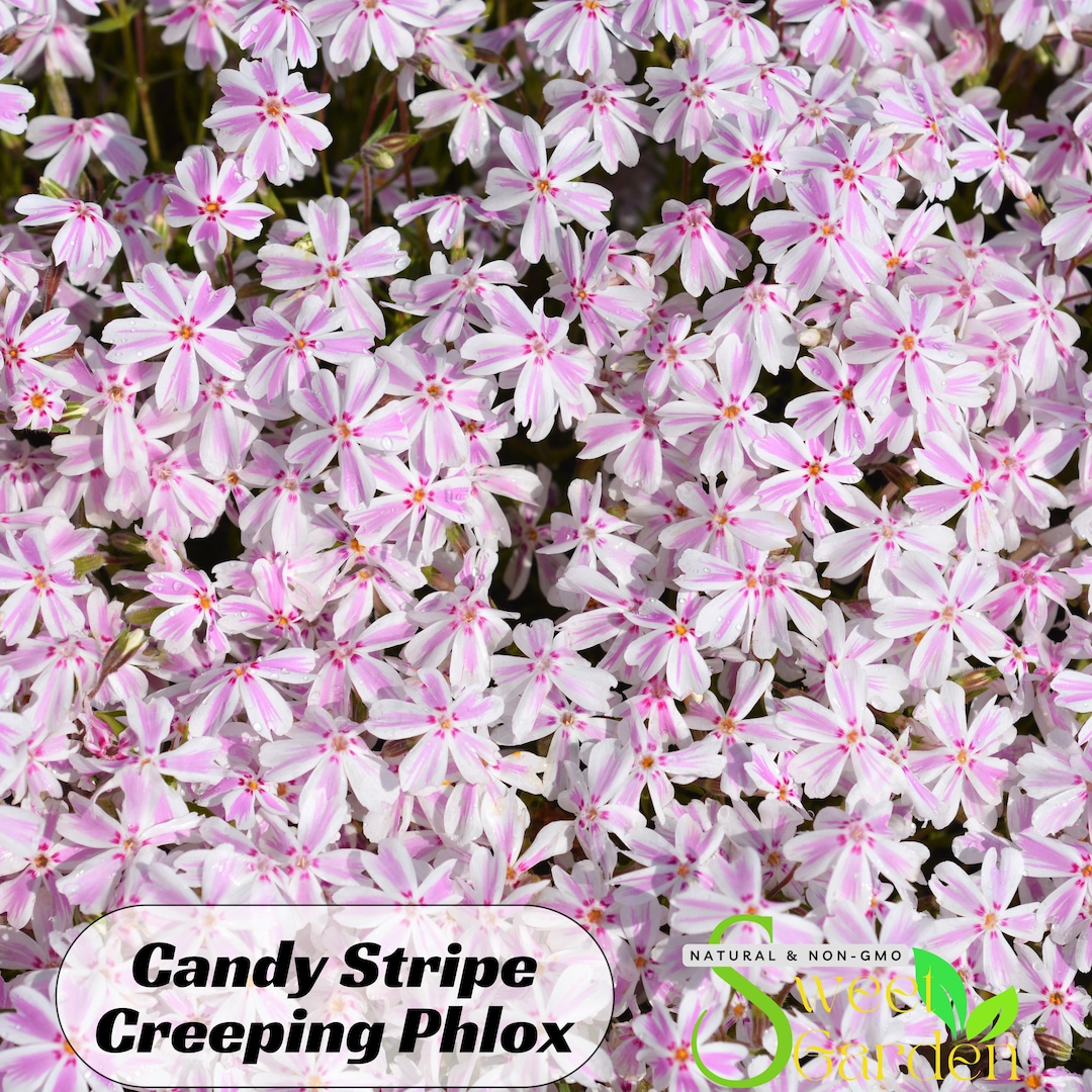 Candy Stripe Creeping Phlox Seeds - Cold Resistant -drought Resistant ...