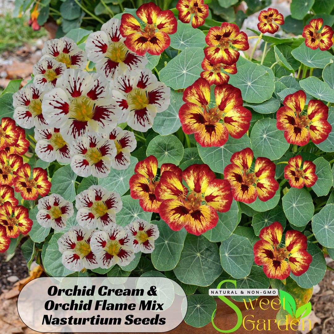 Orchid Cream&orchid Flame Mix–nasturtium Seeds - Flowering- Open ...