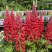 Lupinus ‘beefeater’ (lupine) Seeds- Lupinus - Bluebonnet - Authentic ...