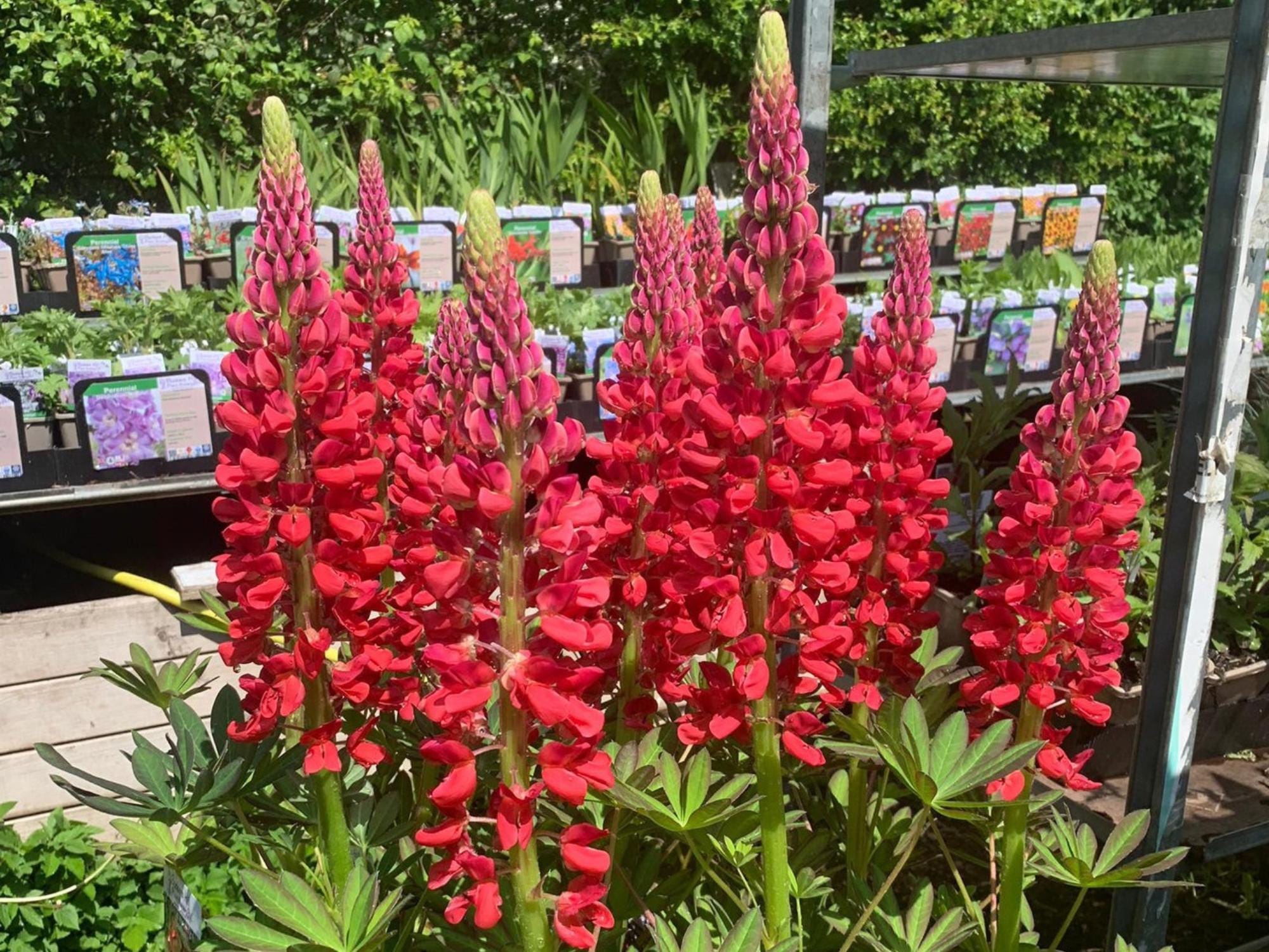Lupinus ‘beefeater’ (lupine) Seeds- Lupinus - Bluebonnet - Authentic ...