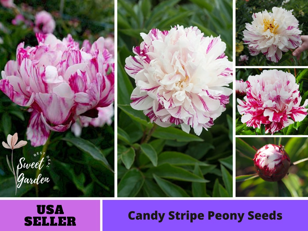 10 Seeds Candy Stripe Peony Seeds perennial authentic Seeds-flowers ...