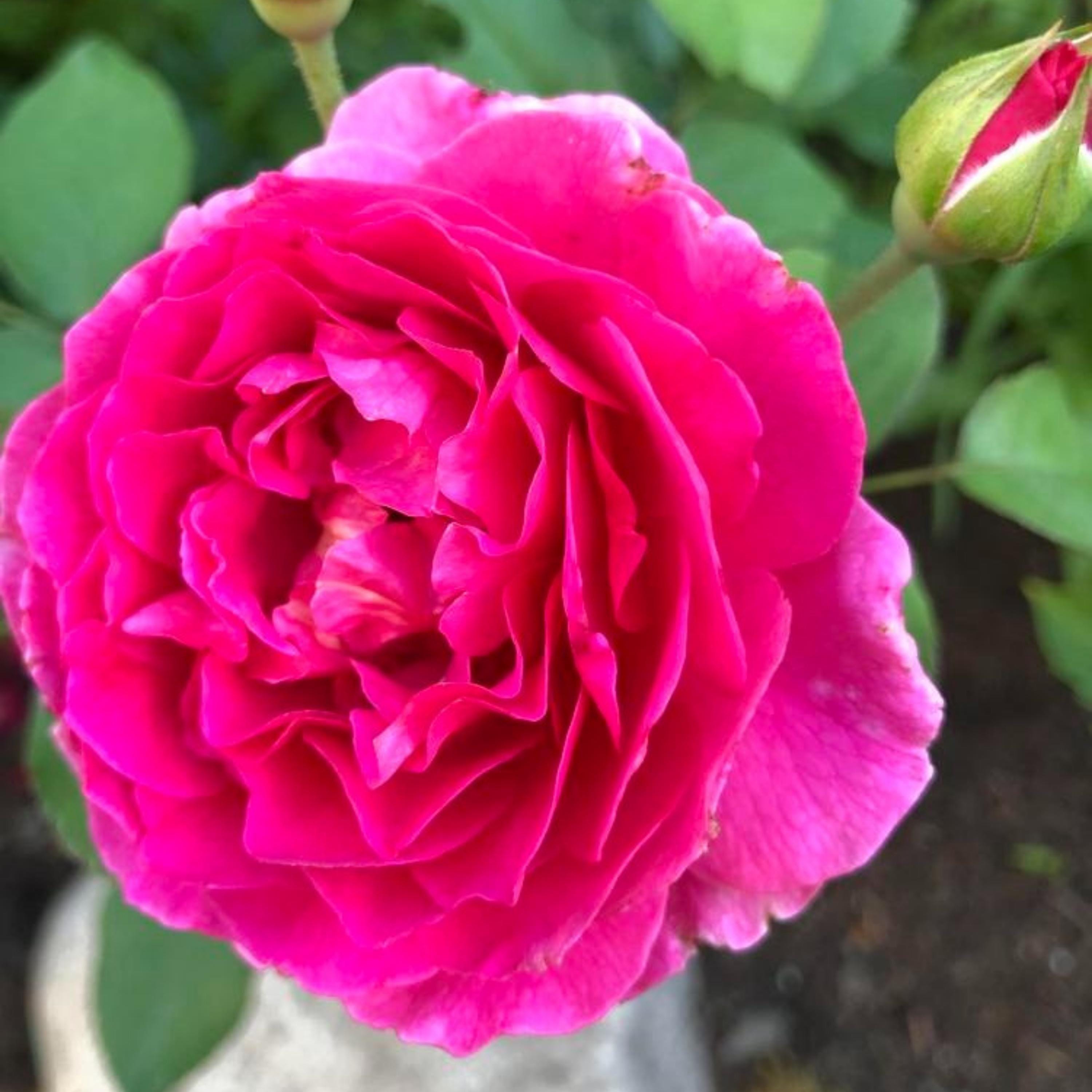 Pretty in Pink Climbing Rose Seeds - Perennial - Authentic Seeds ...