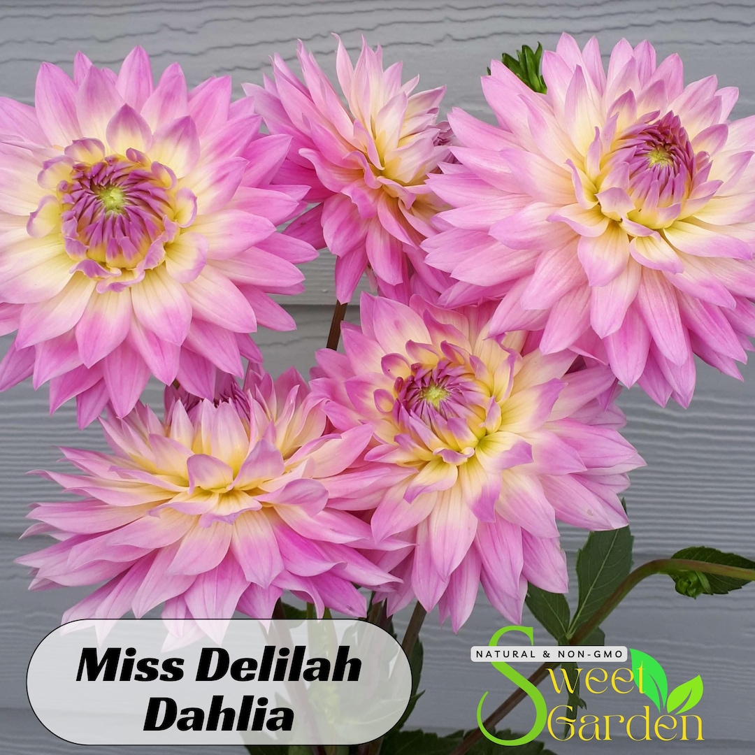 Miss Delilah Dahlia Perennial Seeds - Perennial - Clumping - Dahlia ...