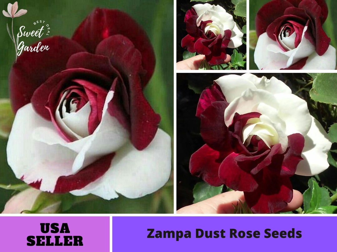 Red and White Zampa Dust Rose Seeds Perennial Authentic Seeds Flowers ...
