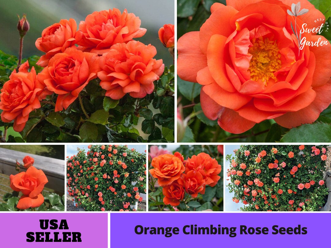 Orange Climbing Rose Seeds Perennial Authentic Seeds Flowers Easy to ...