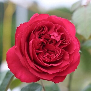 Monalisa Rose Seeds - Perennial - Authentic Seeds - Flowers - Easy to ...
