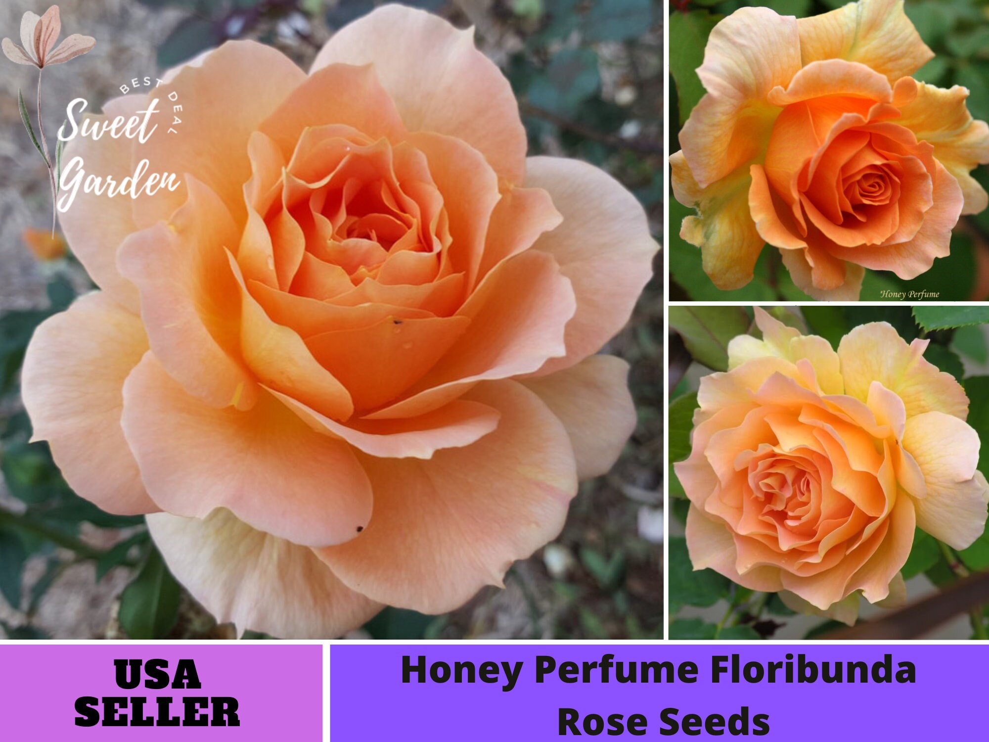 Honey Perfume Rose