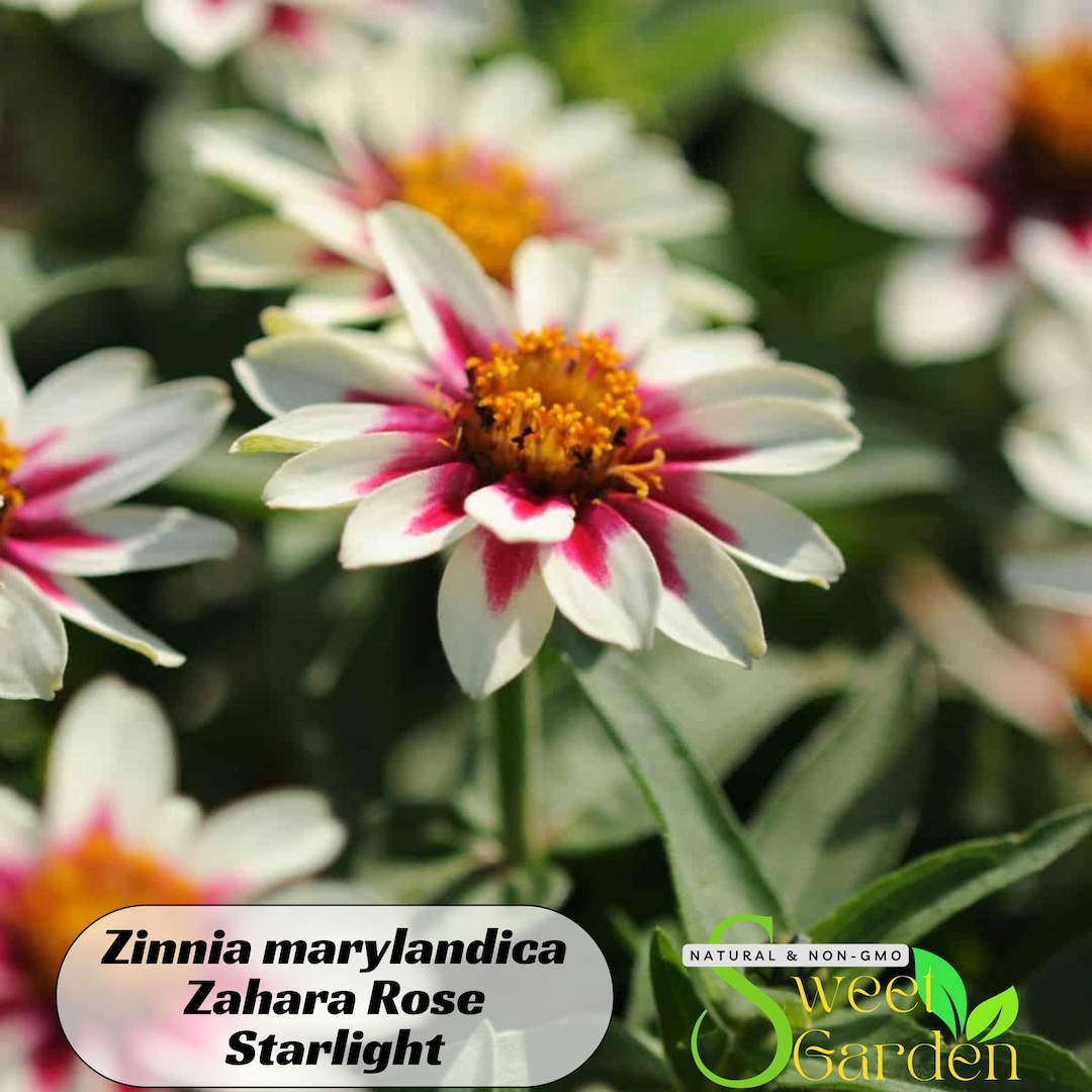 Zinnia Marylandica Zahara Rose Starlight Seeds - Authentic - Open-pollinated - Flower Seeds- Mix ...
