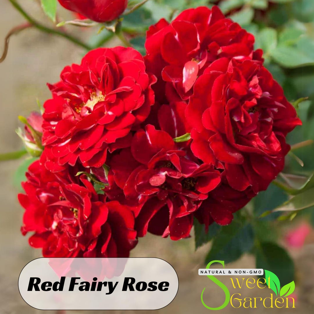 Red Fairy Rose Seeds - Perennial - Authentic Seeds - Flowers - Easy to ...