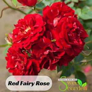 Red Fairy Rose Seeds Perennial Authentic Seeds Flowers Easy to Grow ...