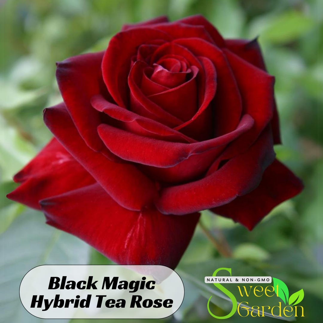 Black Magic Rose Seeds - Perennial - Authentic Seeds - Flowers - Easy ...
