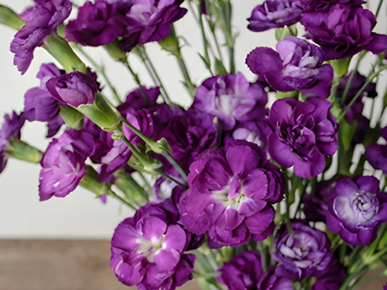 Moonberry Light Purple Mini Carnation - Authentic Seeds - Dianthus ...