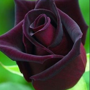 Dark Purple Rose Seeds Perennial Authentic Seeds Flowers Easy to Grow ...