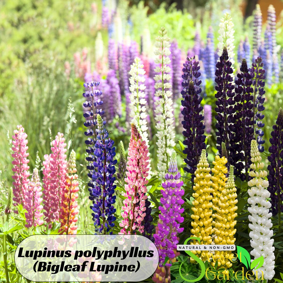 Lupinus Polyphyllus (bigleaf Lupine) Seeds- Lupinus - Bluebonnet ...