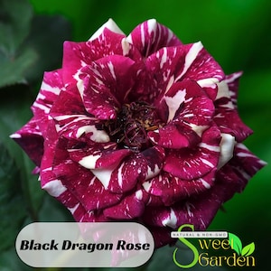 Black Dragon Rose Seeds - Perennial - Authentic Seeds - Flowers - Easy ...
