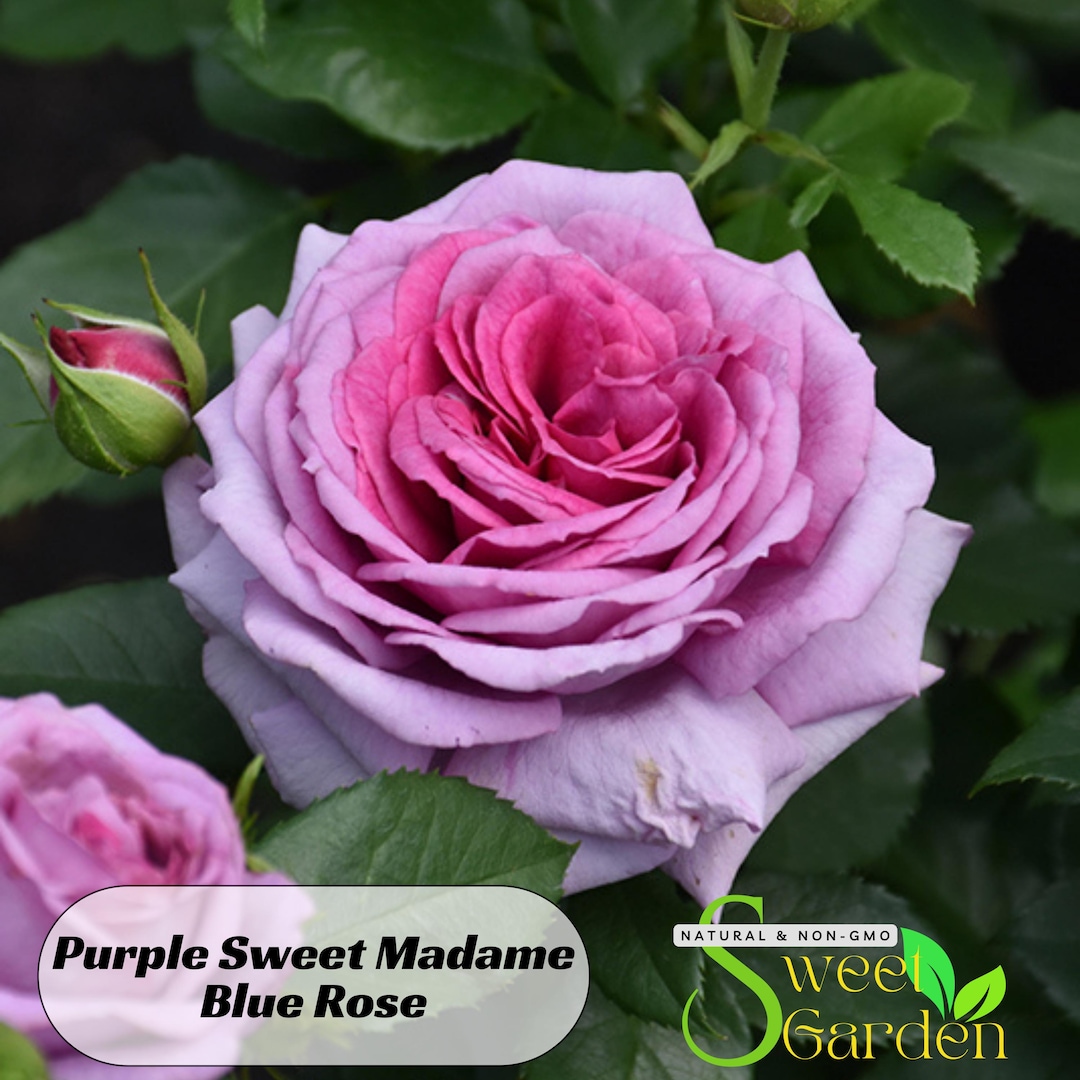 Sweet Madame Blue Rose Seeds - Perennial - Authentic Seeds - Flowers ...