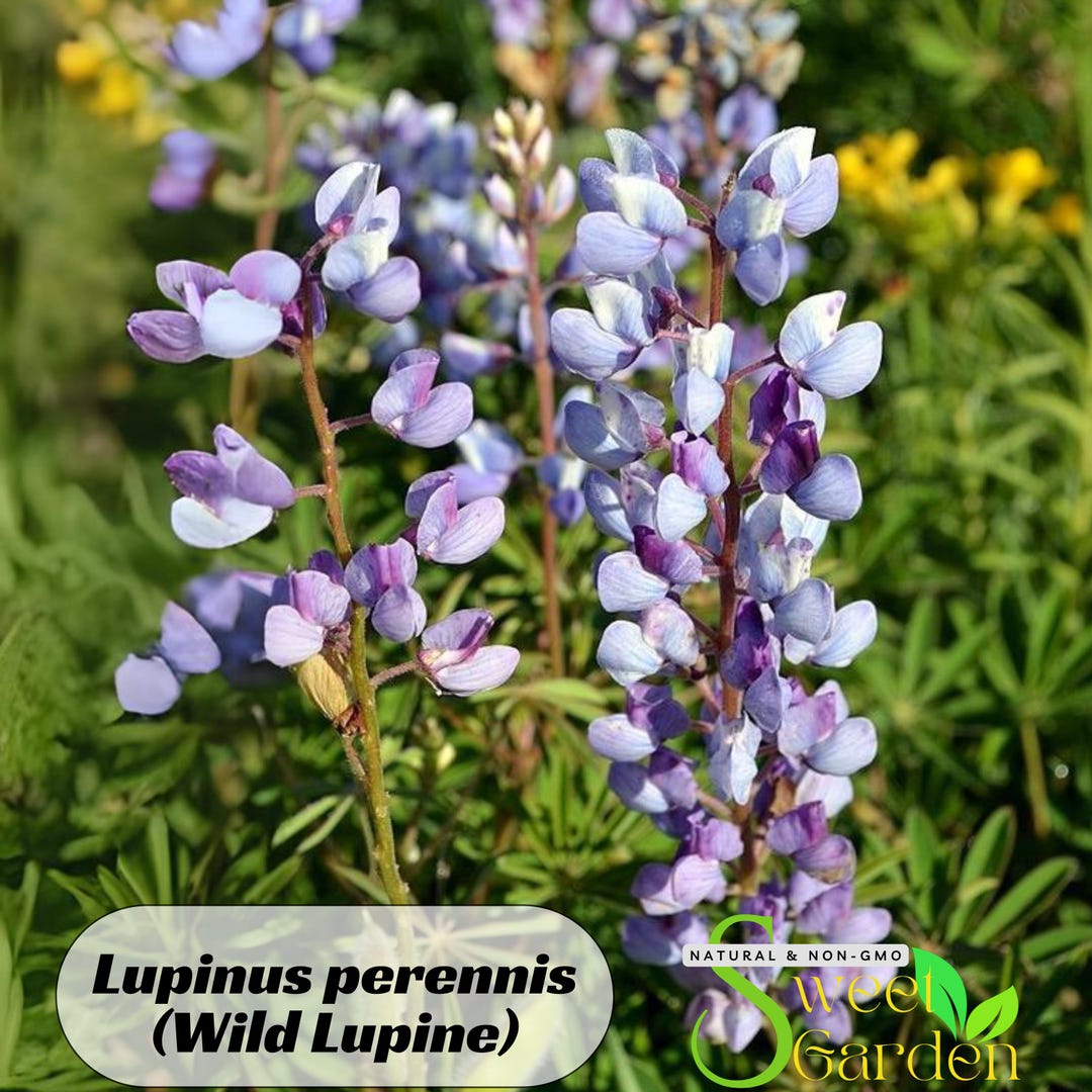 Lupinus Perennis (wild Lupine) Seeds- Lupinus - Bluebonnet - Authentic ...