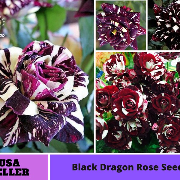 Black Rose Seeds - Etsy