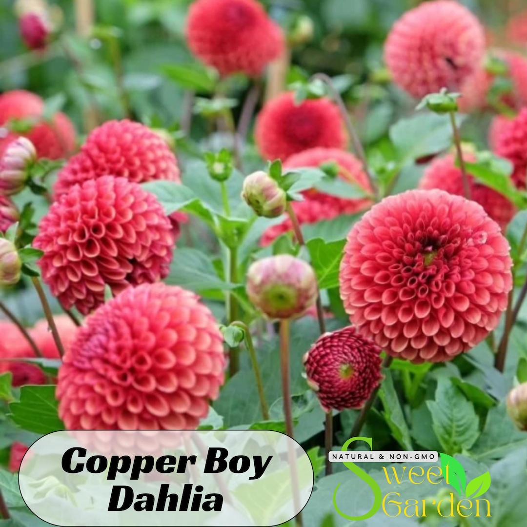 Copper Boy Dahlia Seeds - Heirloom Non-gmo, Summer Blooms - Etsy